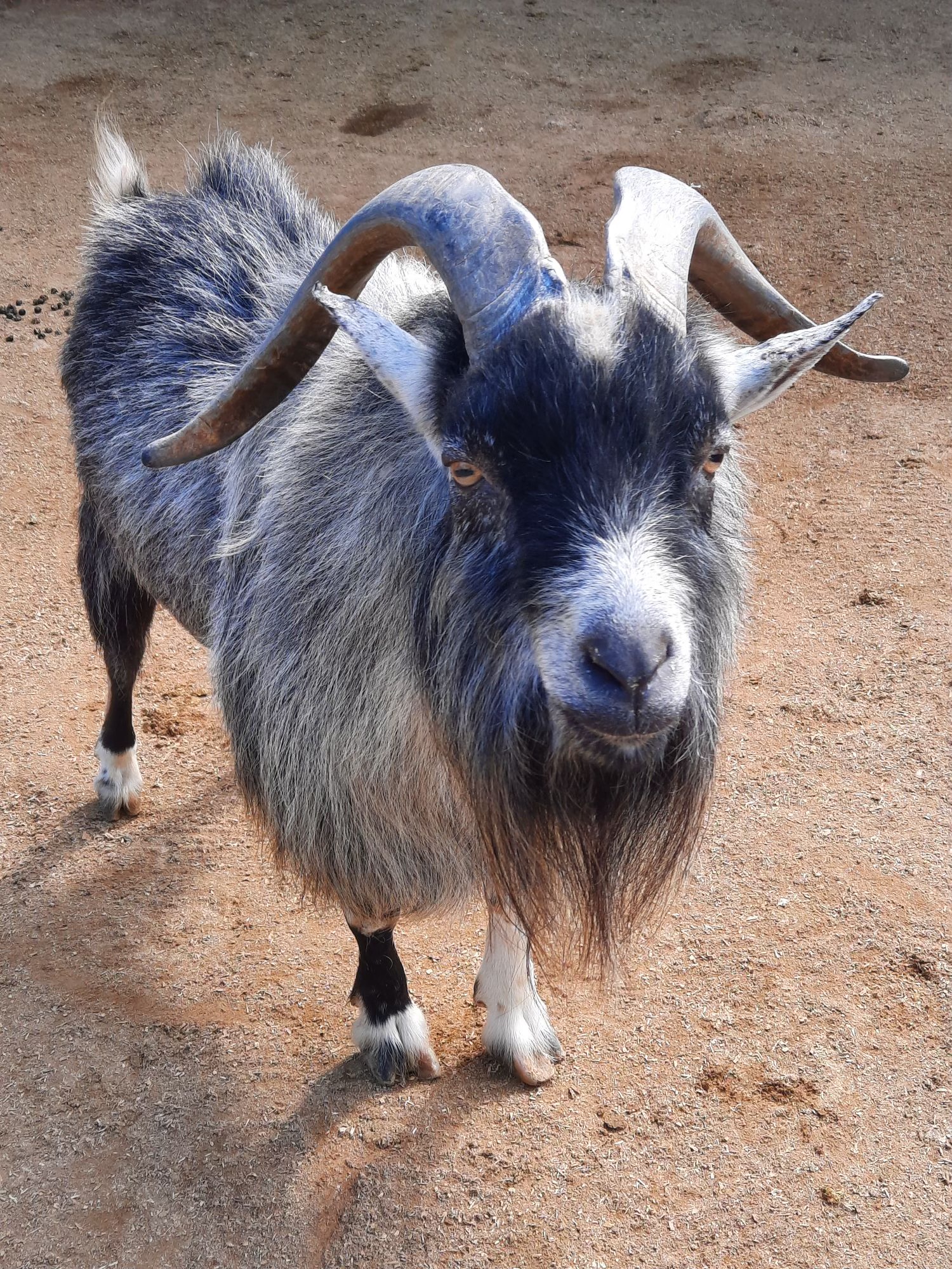 Montebello Barnyard Zoo