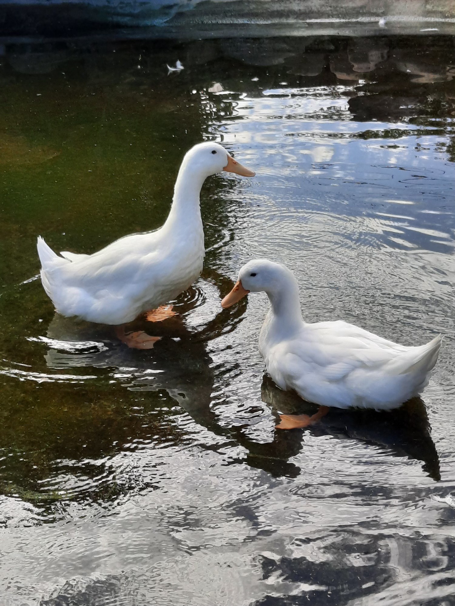 Montebello Barnyard Zoo